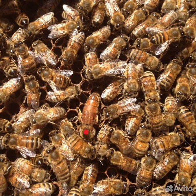 Пчеломатки бакфаст