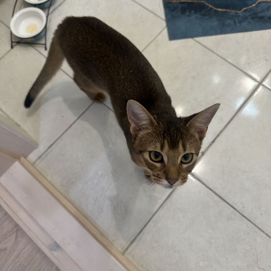 Кошки породистые