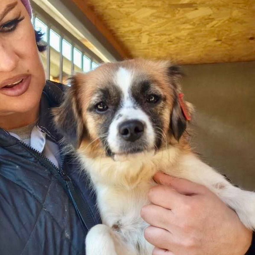 Марта 7кг спасёныш из отлова ищет семью