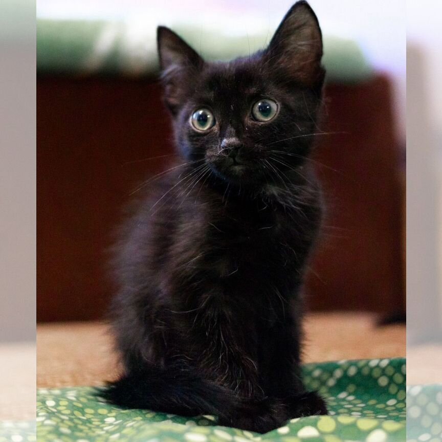 Котенок черный 2 мес девочка котята