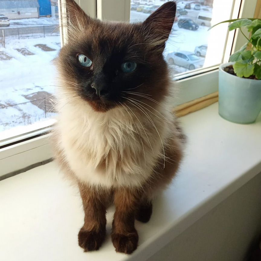 Сиамский кот