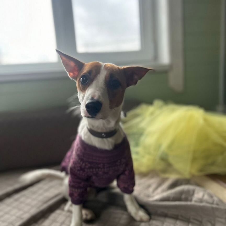 Бакс в добрые руки