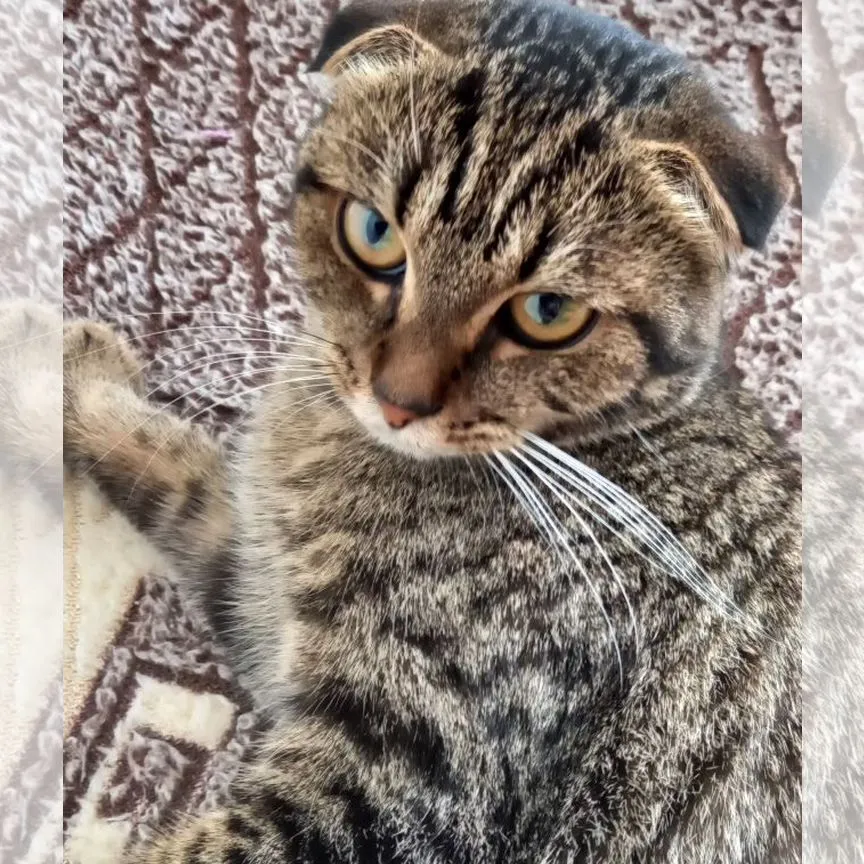 Очень ласковая кошечка