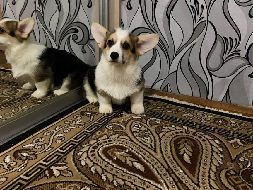 Вельш-корги пемброк