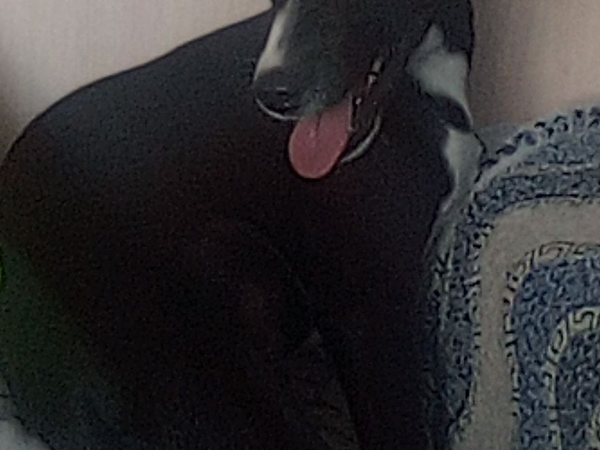 Щенок ливредка