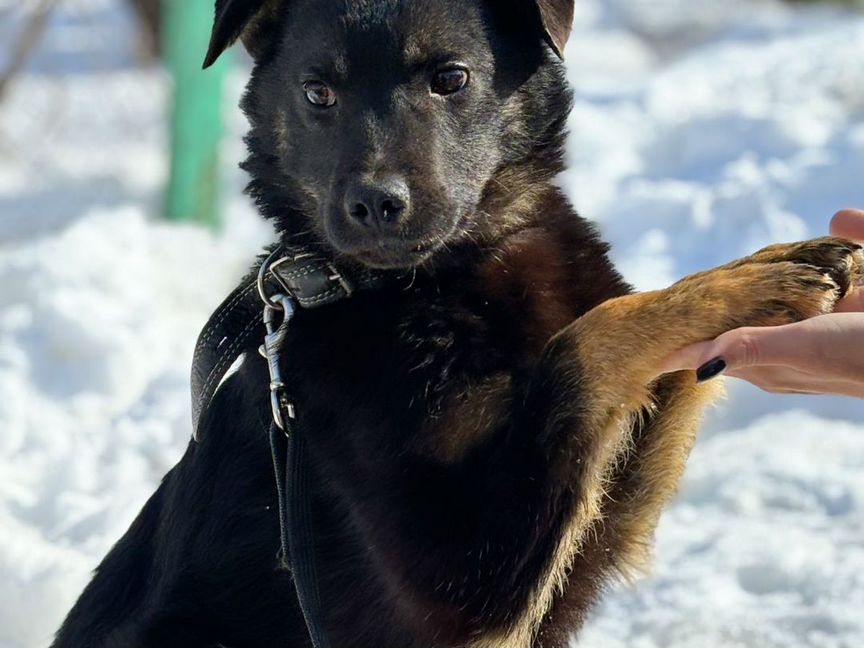 Щенок. Мальчик. Бесплатно