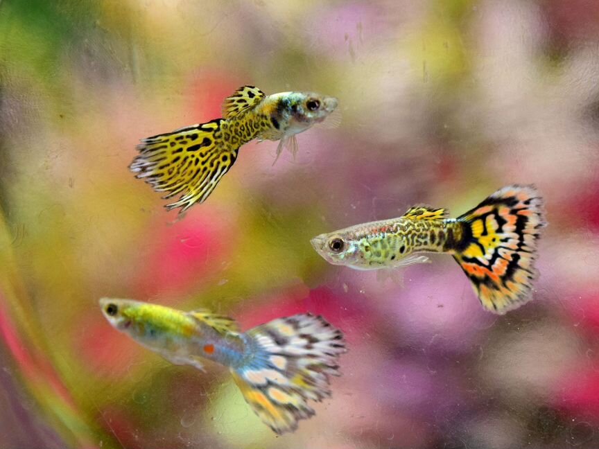 Аквариумные рыбки и растения