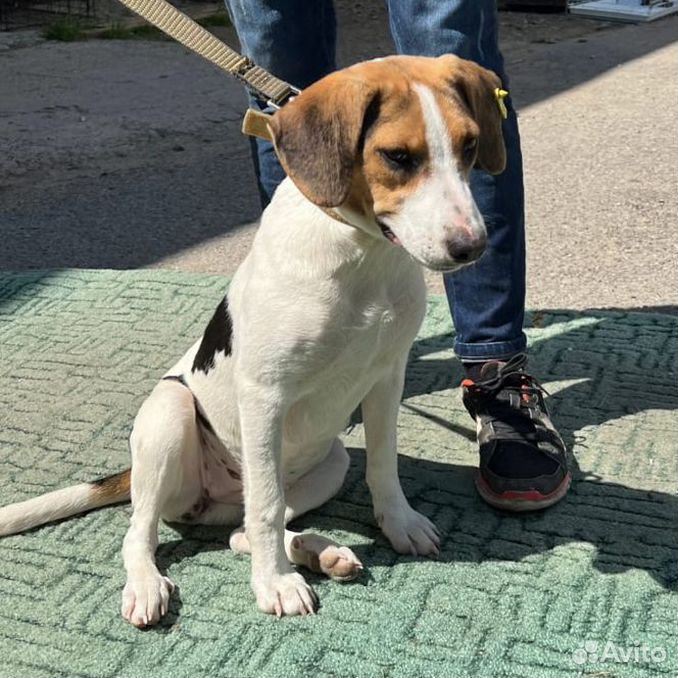 Собачка, которая улыбается, ищет лучший дом