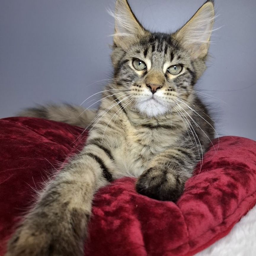 Мейн-кун котёнок