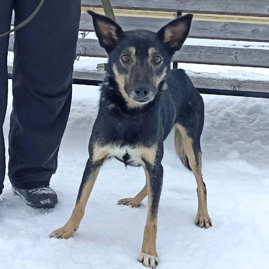 Собака в добрые руки