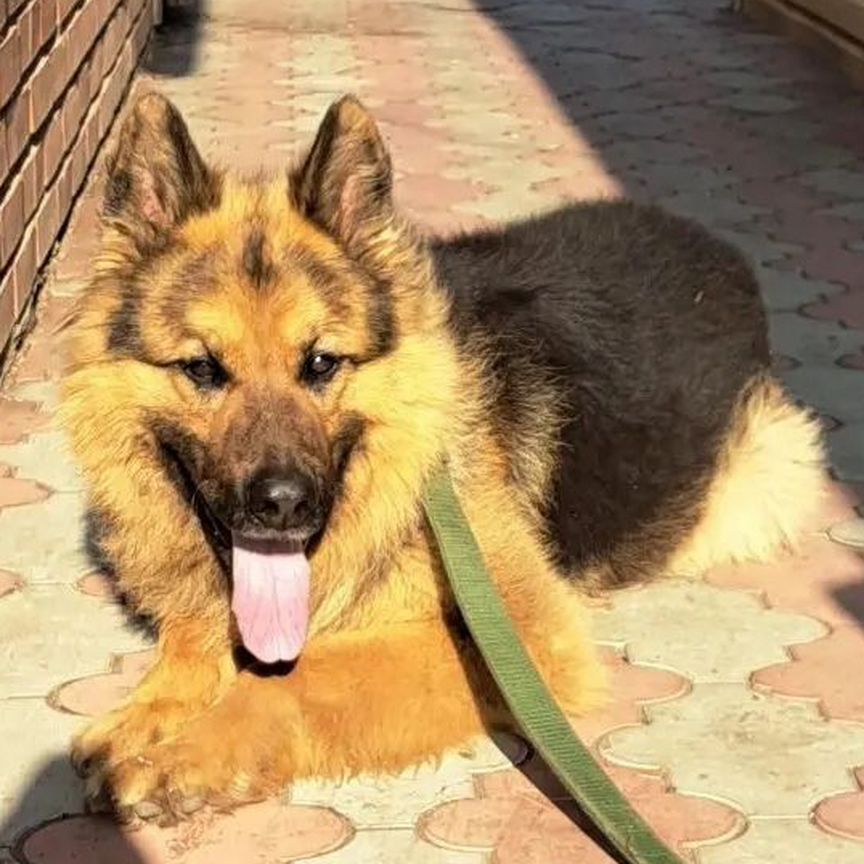 Немецкая овчарка, взрослый пёс