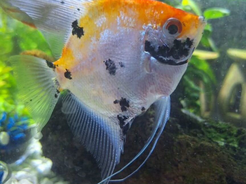 Рыбки, аквариум и аксессуары