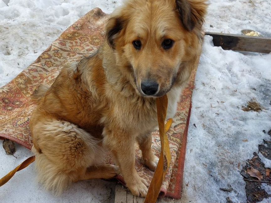 Отдам щенка в добрые руки