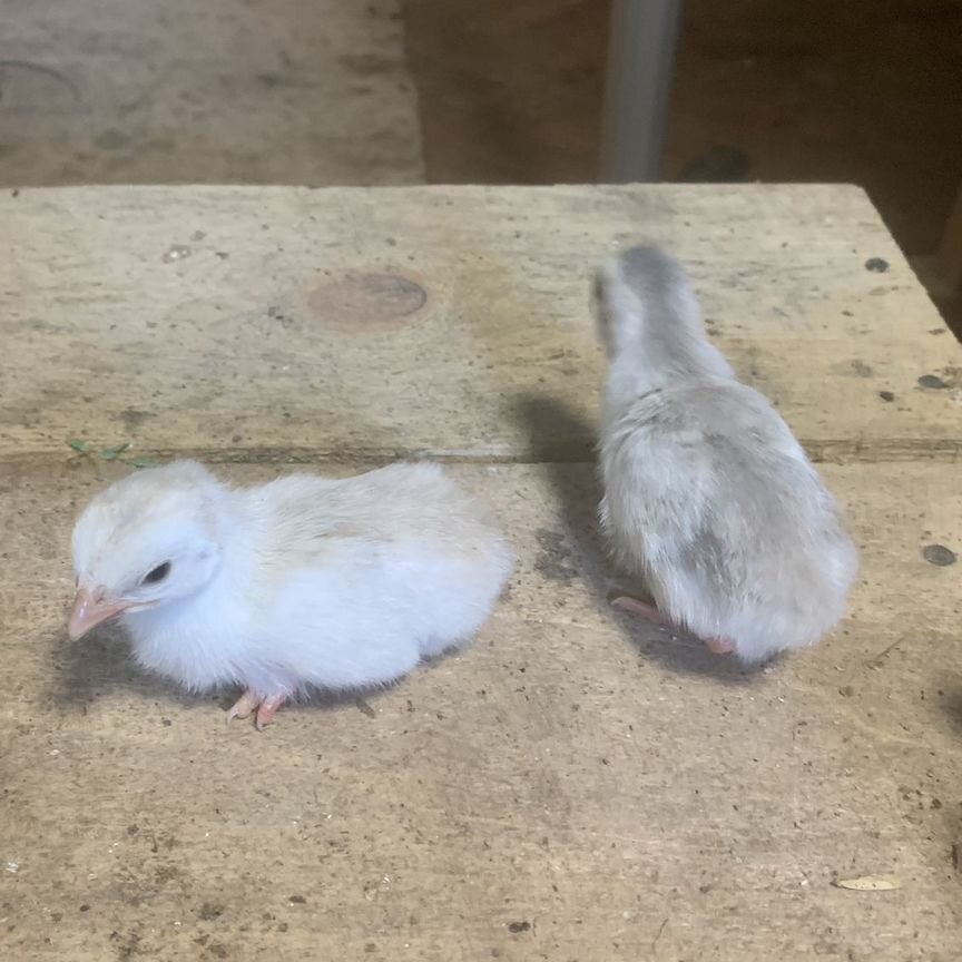 Цесарята суточные,цесарка редкие окрасы