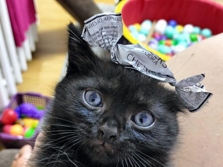 Котята в добрые руки