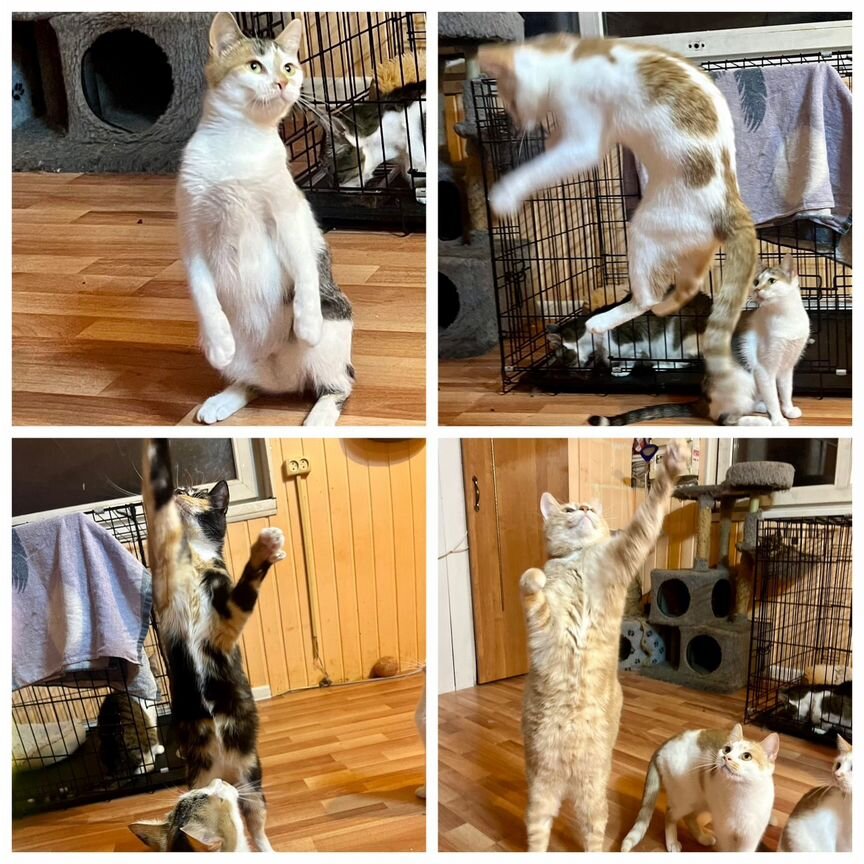 Кошки в добрые руки