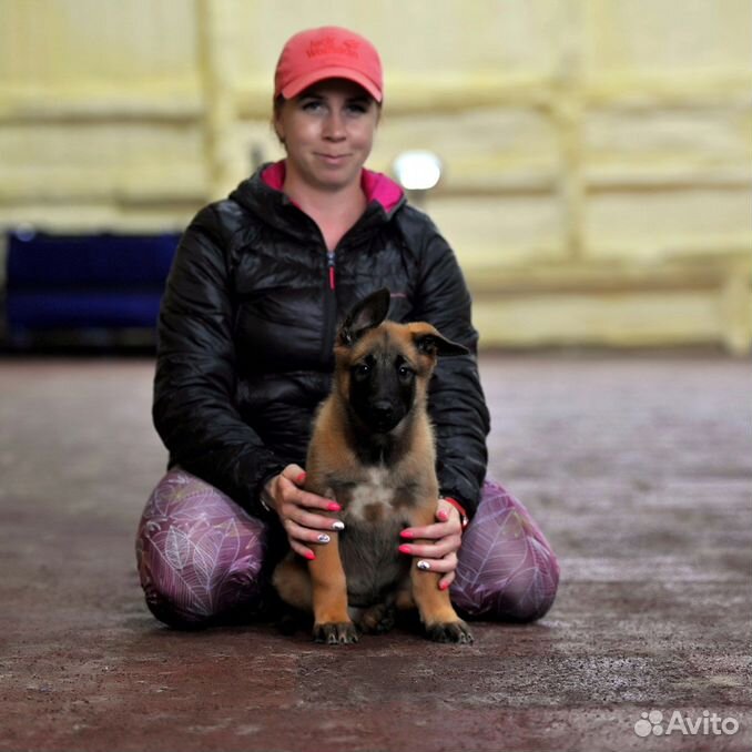 Щенок малинуа кобель