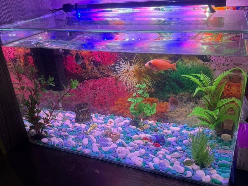 Аквариум со всем необходимым