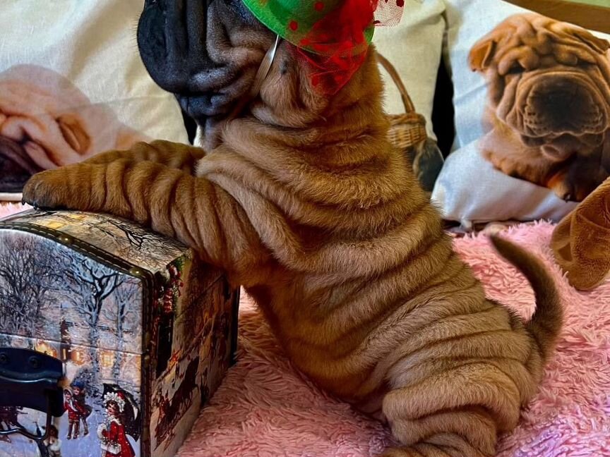 Щенки шарпея