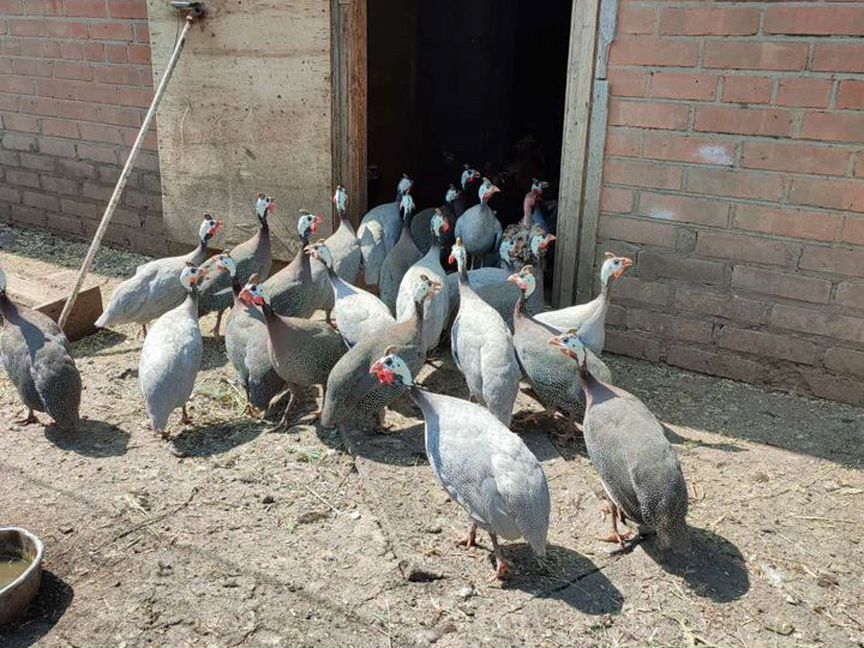 Цесарки