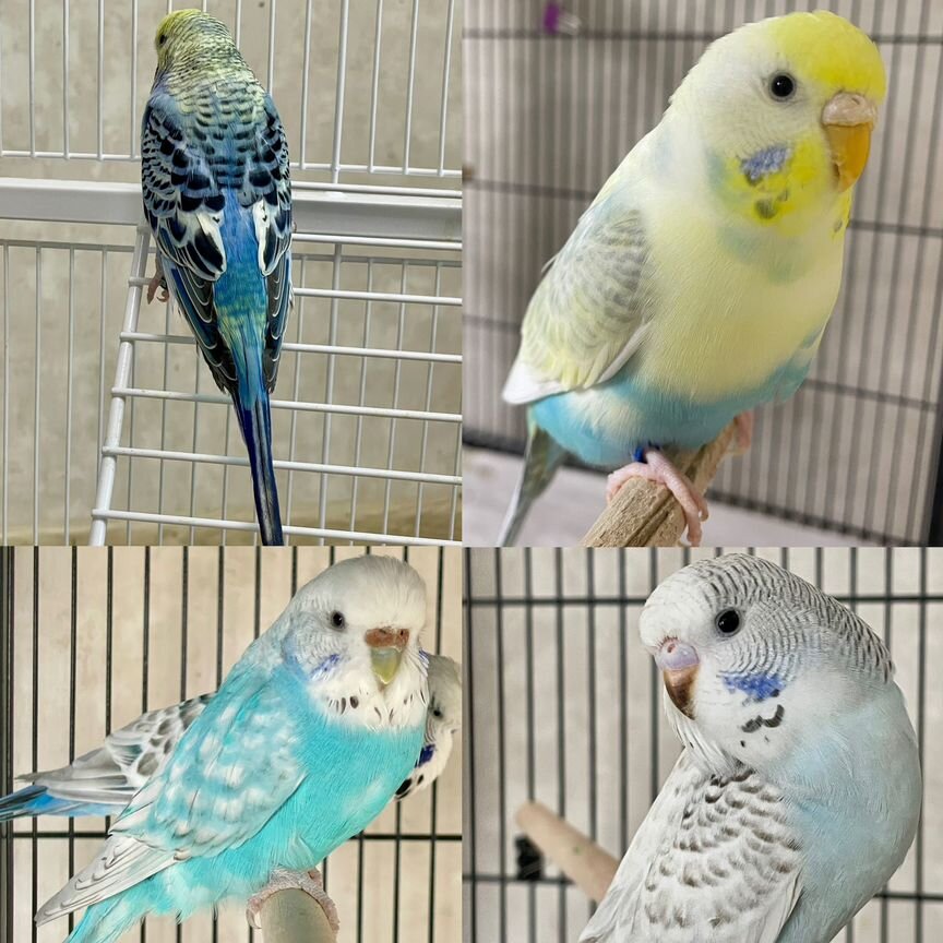 Волнистый попугайчик волнистые и получехи