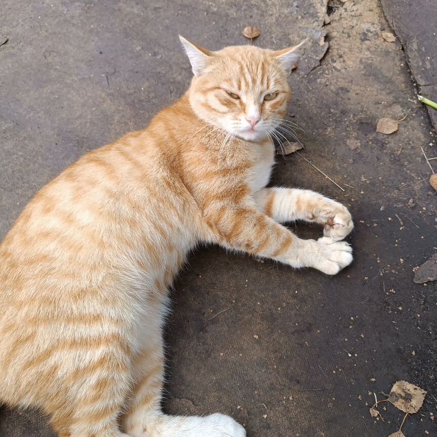 Рыжий солнечный котик