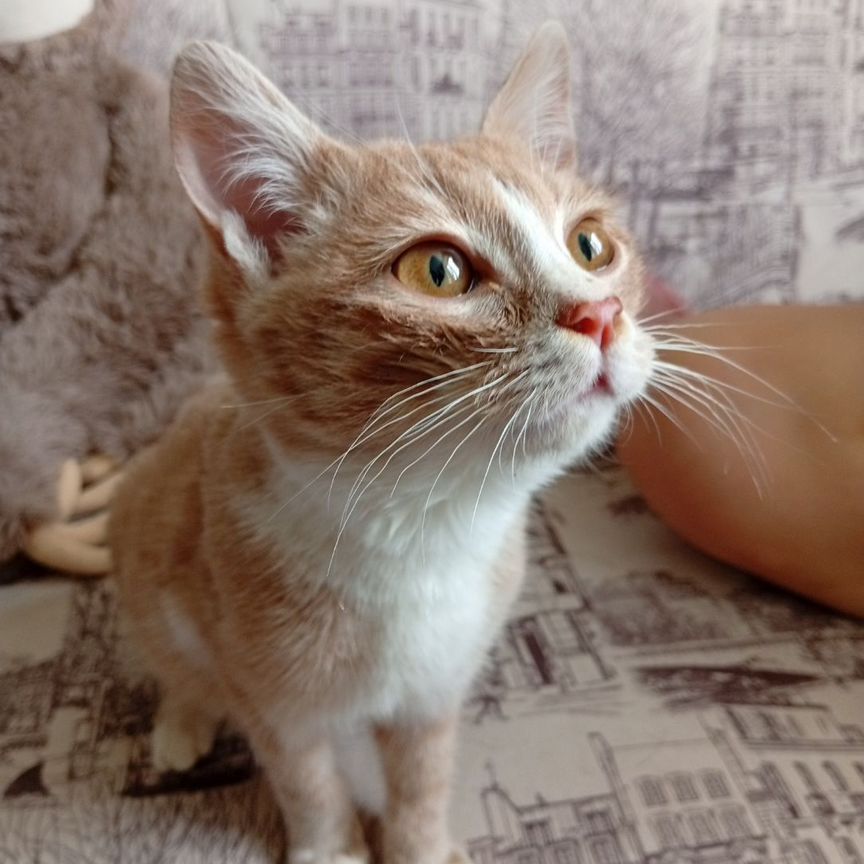 Котëнок в добрые руки