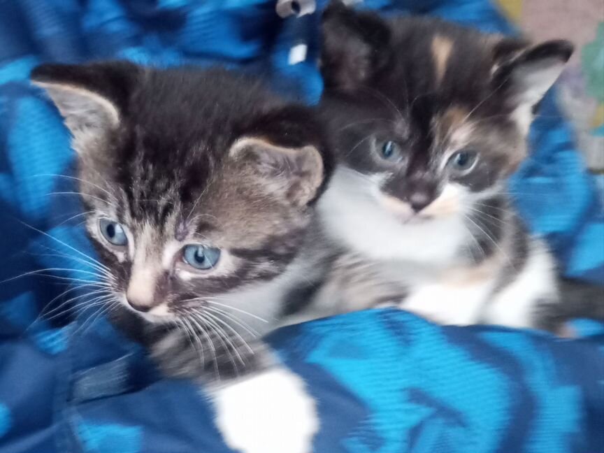 Котята