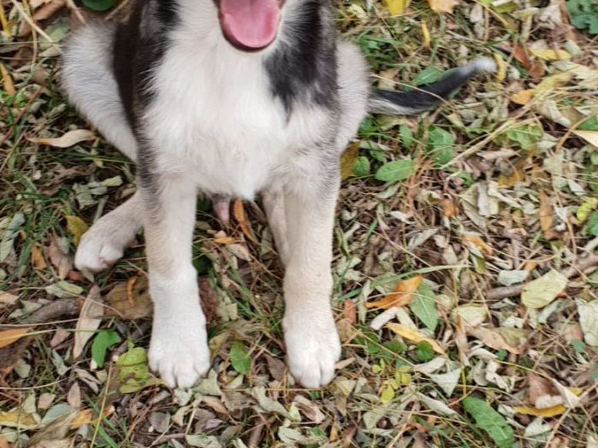 У счастья нет породы