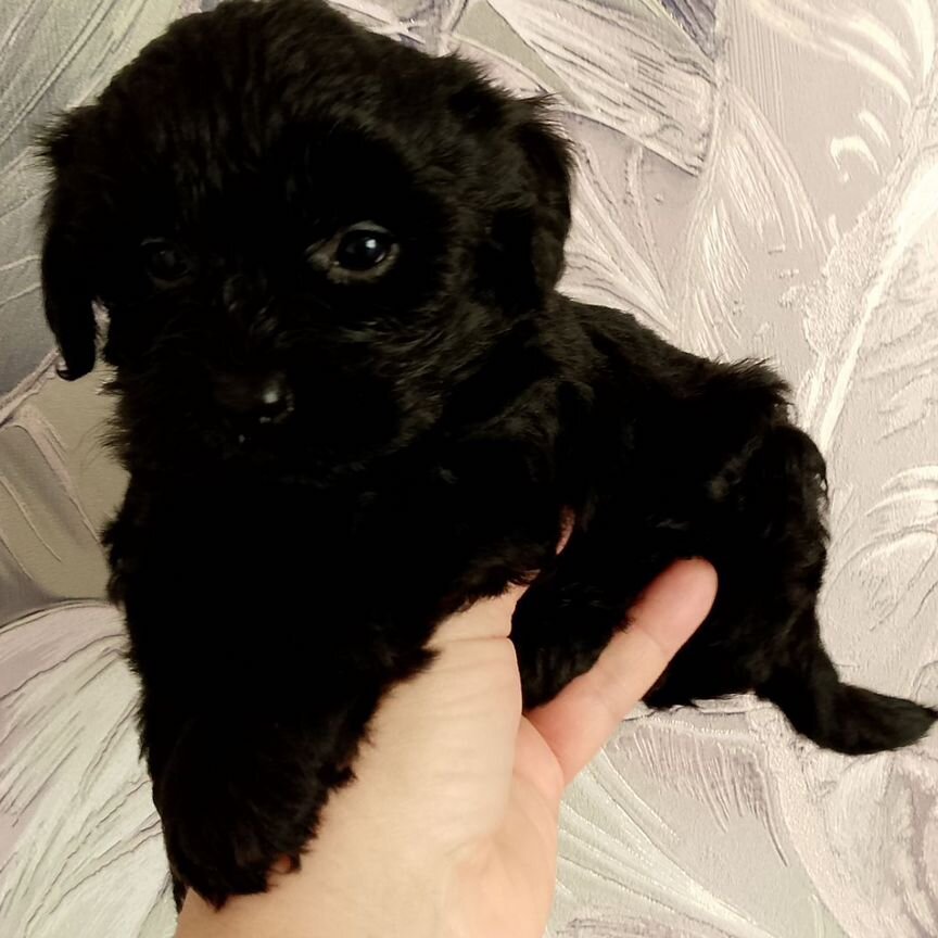 Мальтипу, щенок