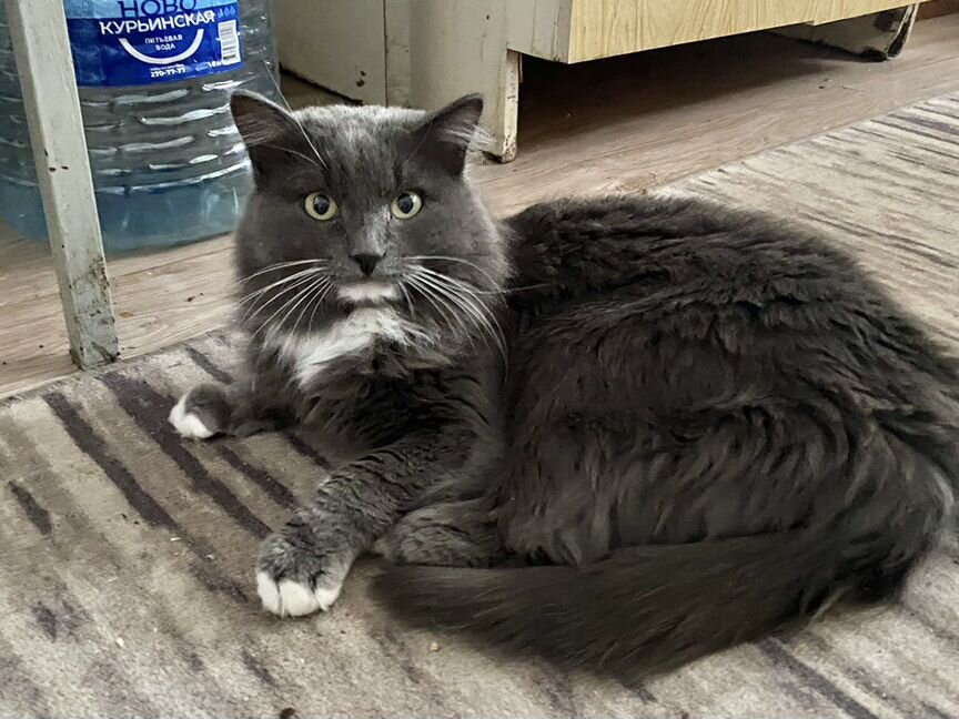 Кот живет в садах в добрые руки