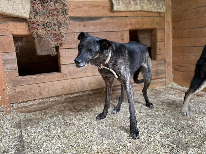 Старушка Буча тоже хочет домой