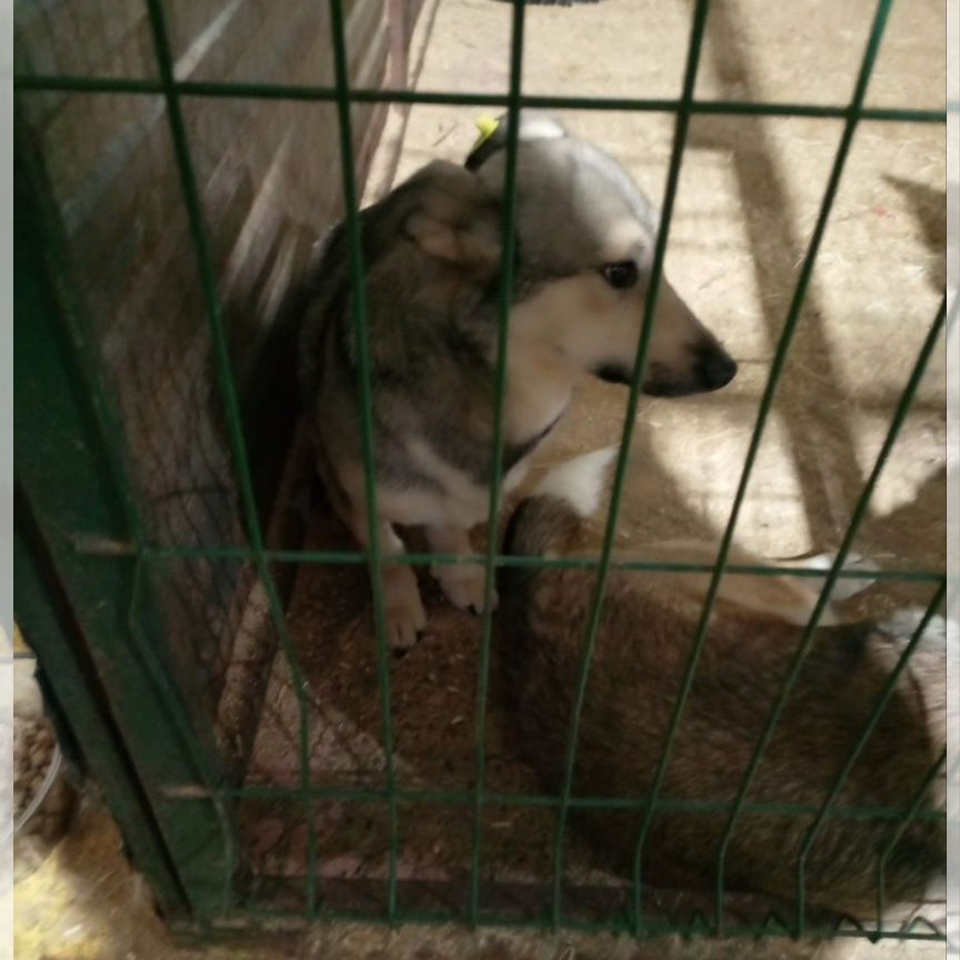 Маленький пёсик ищет дом собака кобель