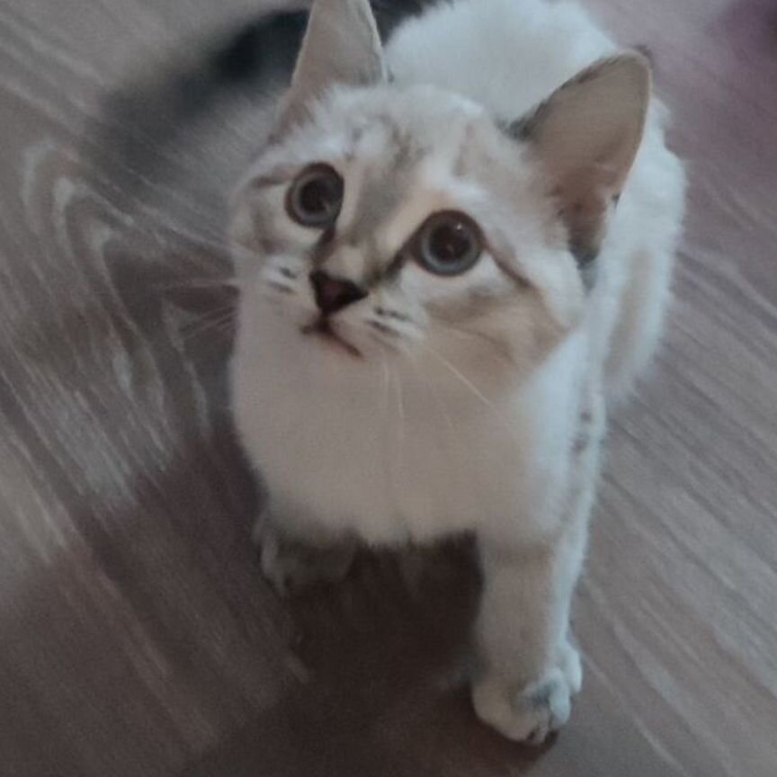 Сиамский котёнок