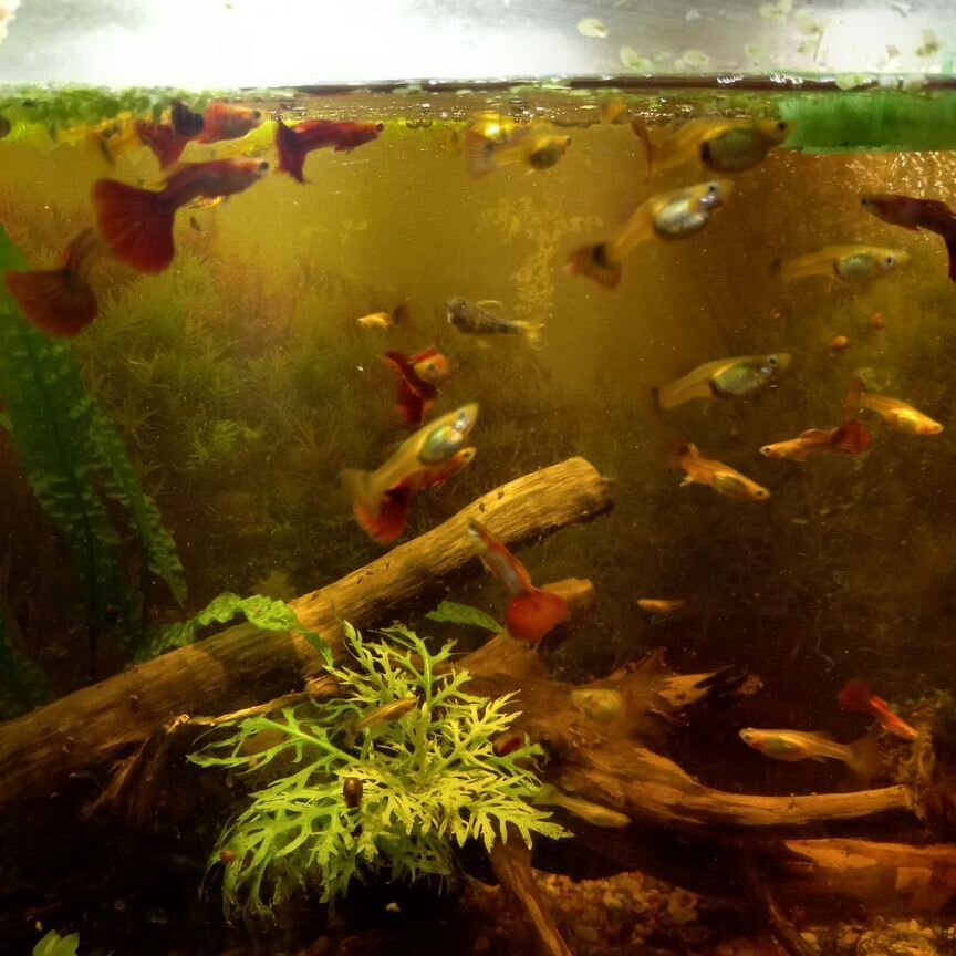 Рыбки гуппи