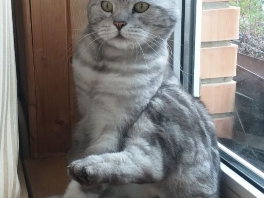 Британский котик в дар