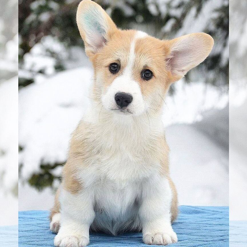 Вельш корги пемброк