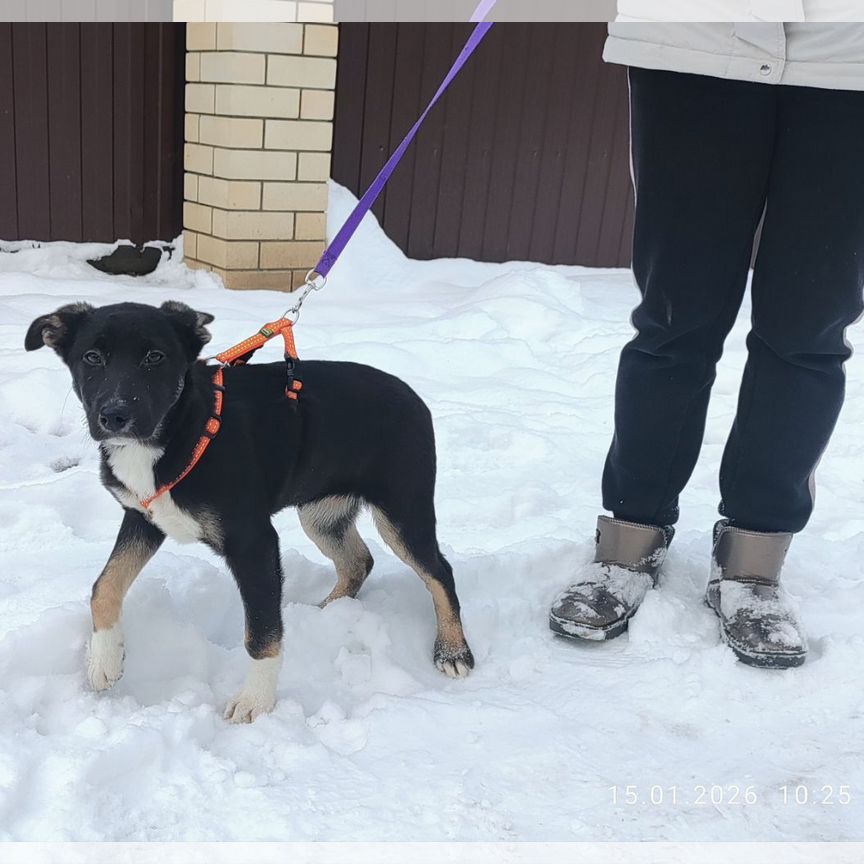 Щенок в добрые руки