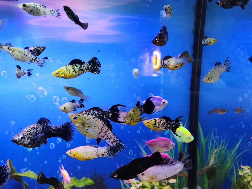 Аквариумные рыбки моллинезия