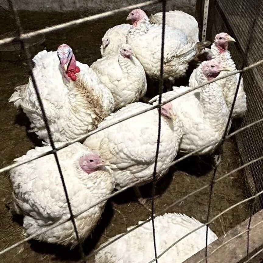 Индюшки и Гуси