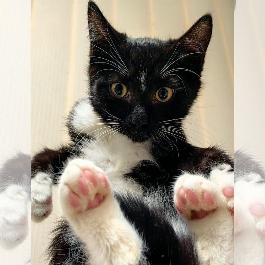 Котята без дома живут в клинике