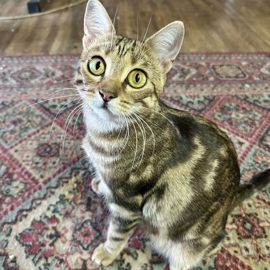 Кошку в добрые руки