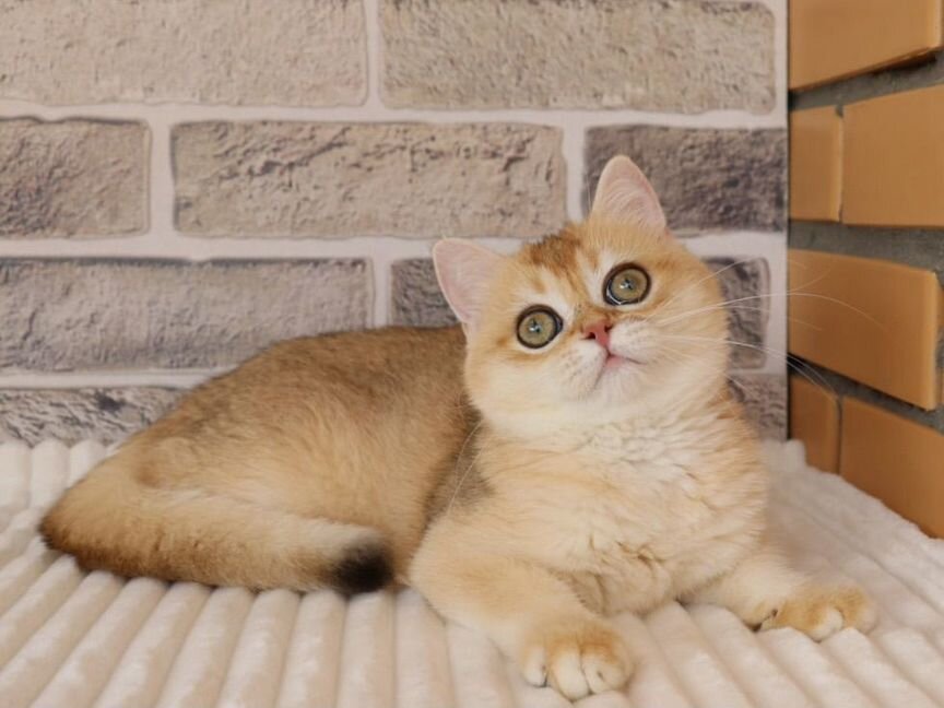 Кошка золотая шиншилла шелл огромные глаза ny12