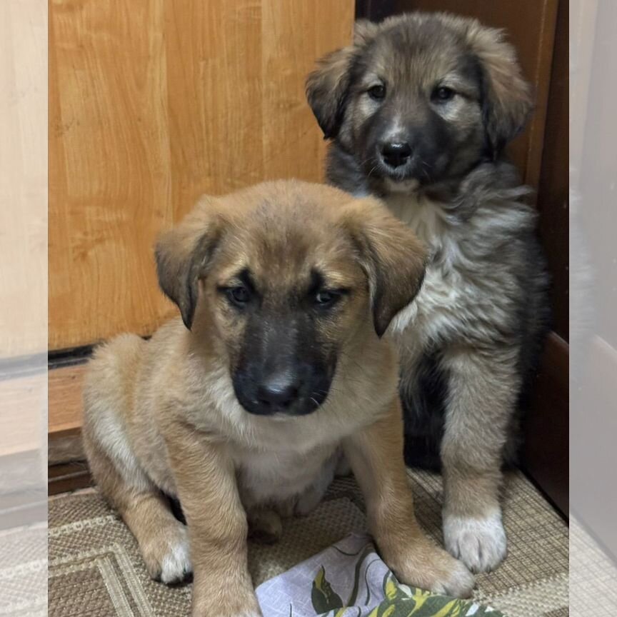 Щенок в добрые руки