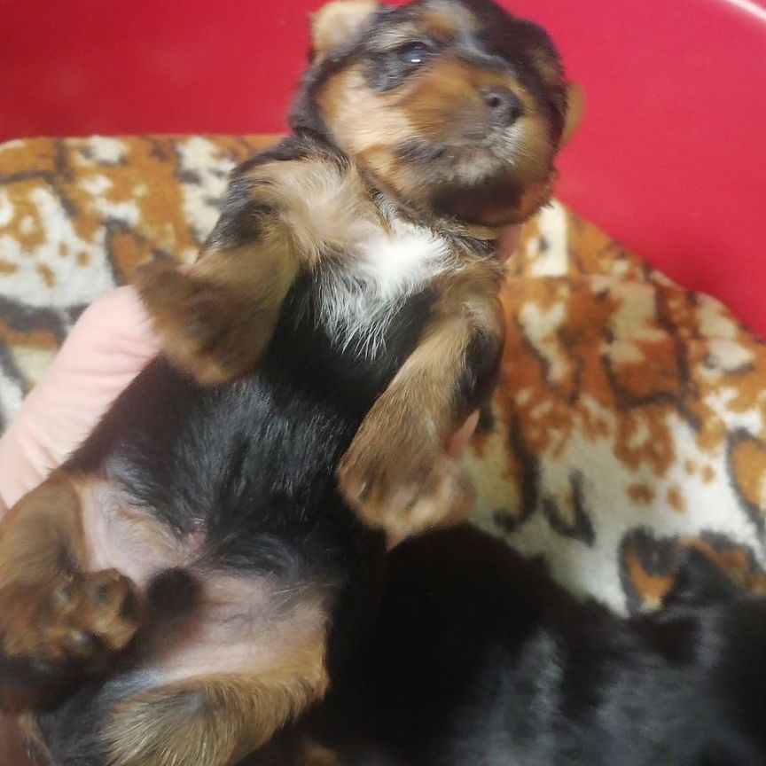 Йоркширский терьер, щенок