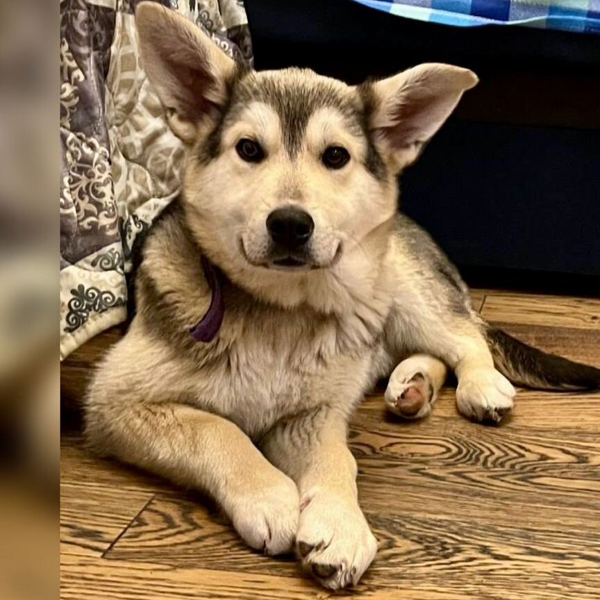 Щенок в добрые руки