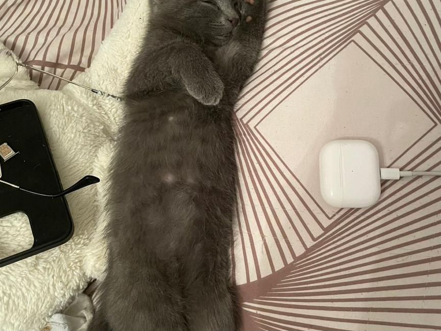 Британский вислоухий кот