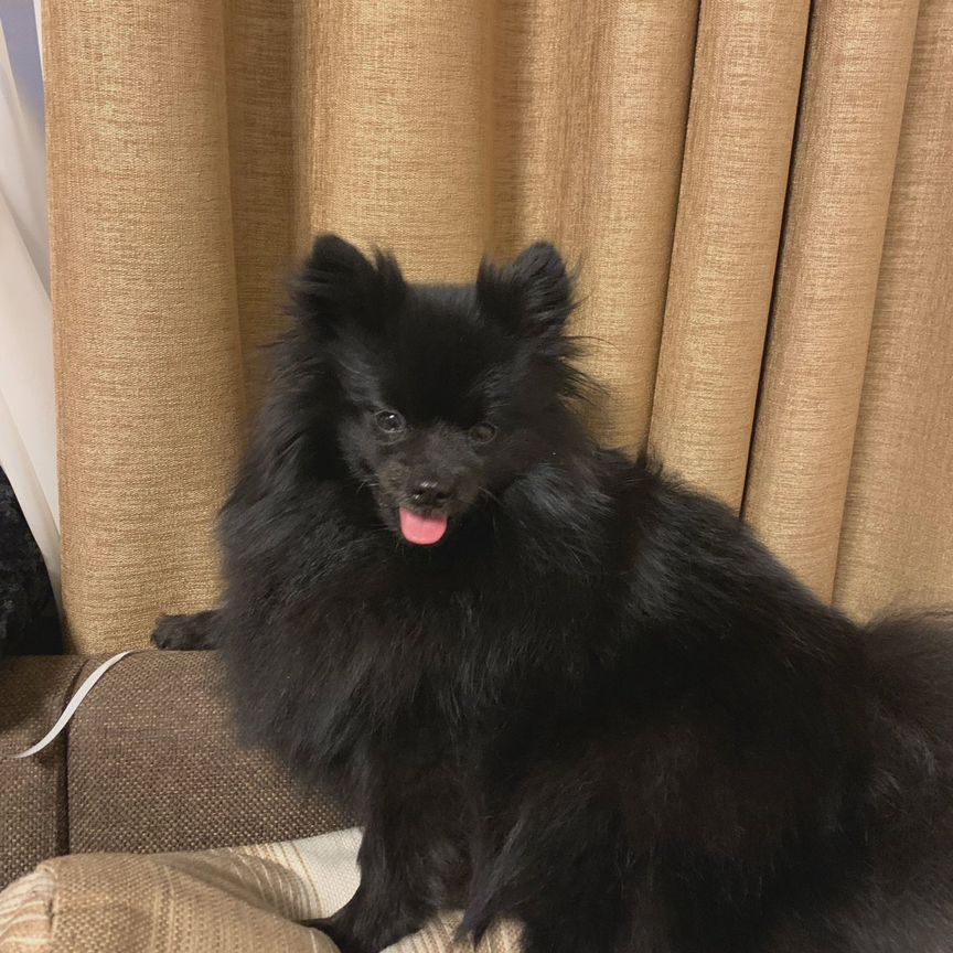 Померанский шпиц мальчик