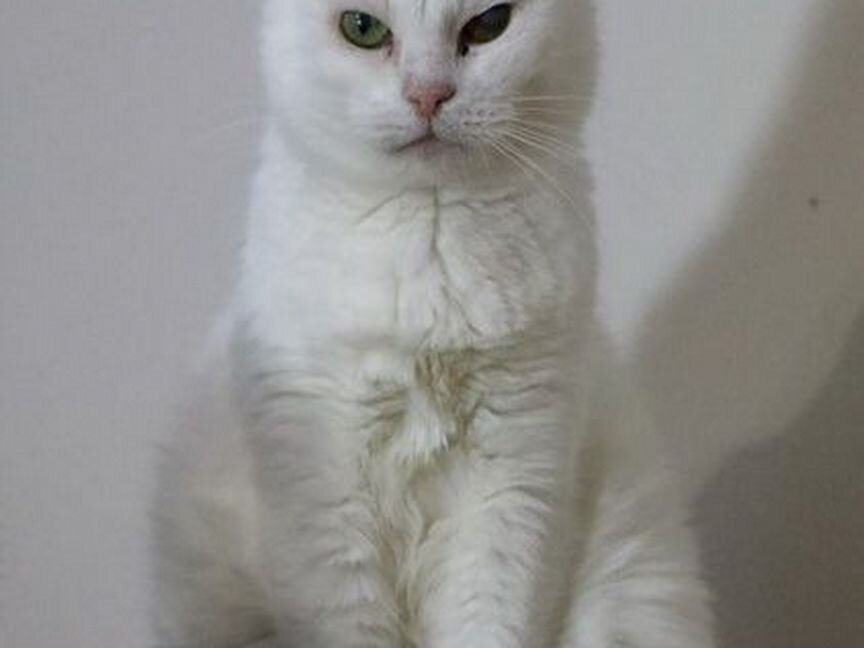 Белая кошечка Снежа