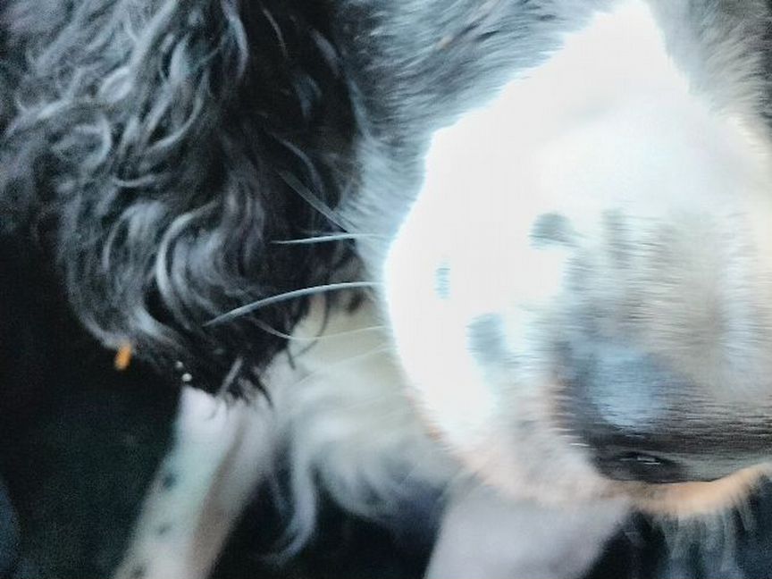 Русский спаниель